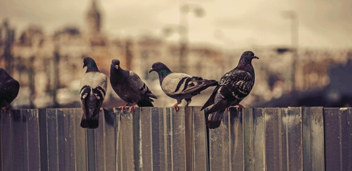 Google Pigeon : tout savoir sur cet algorithme de SEO local